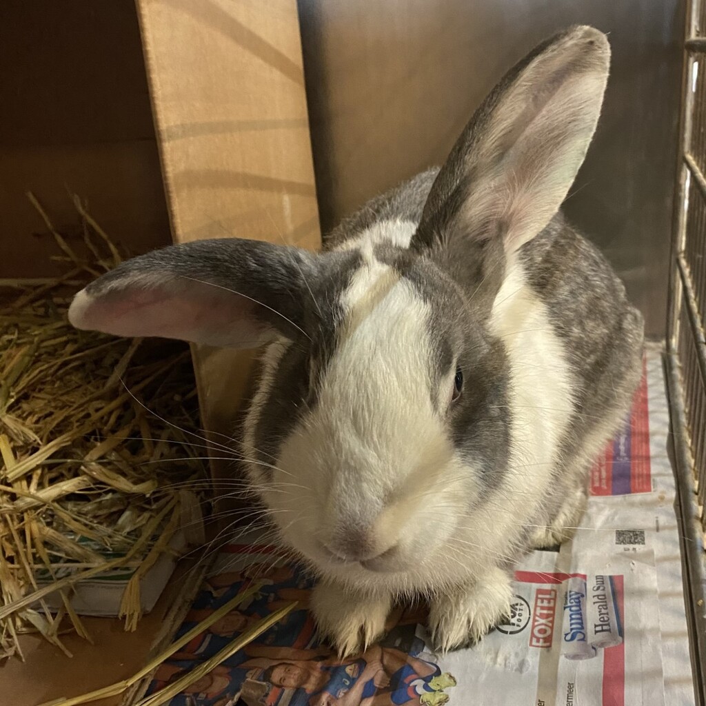 Darwin - Male Flemish Giant Rabbit in VIC - PetRescue