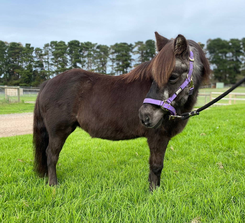 Wilma - Female Shetland Pony Mix Horse in VIC - PetRescue
