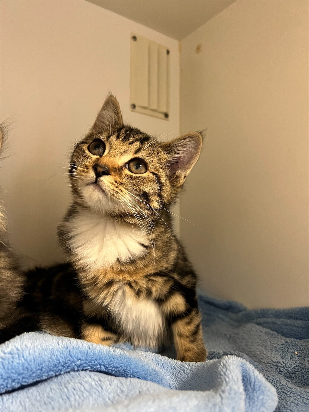 Tiger - Male Dsh Mix Cat in WA - PetRescue