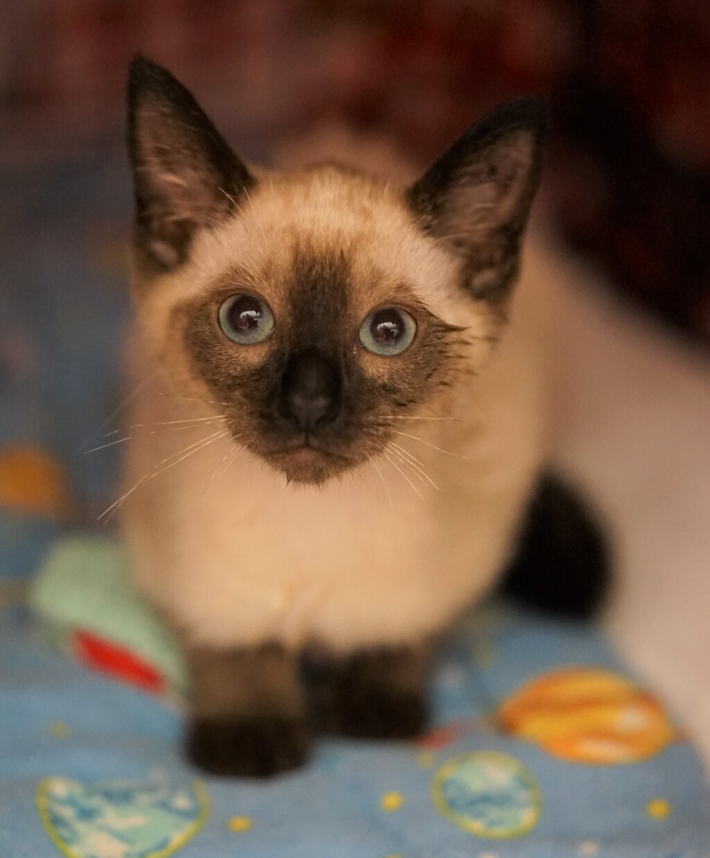 Socks - Male Layanese Mix Cat in QLD - PetRescue