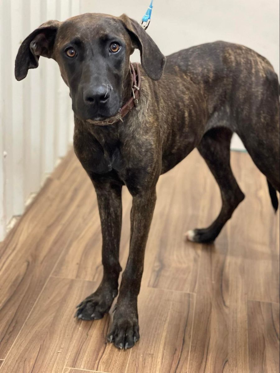 Hannah - Medium Female Mixed Breed Dog in QLD - PetRescue