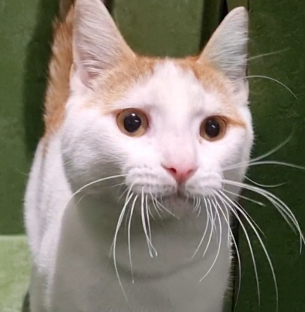 Crunchie - Male Domestic Short Hair Mix Cat in VIC - PetRescue