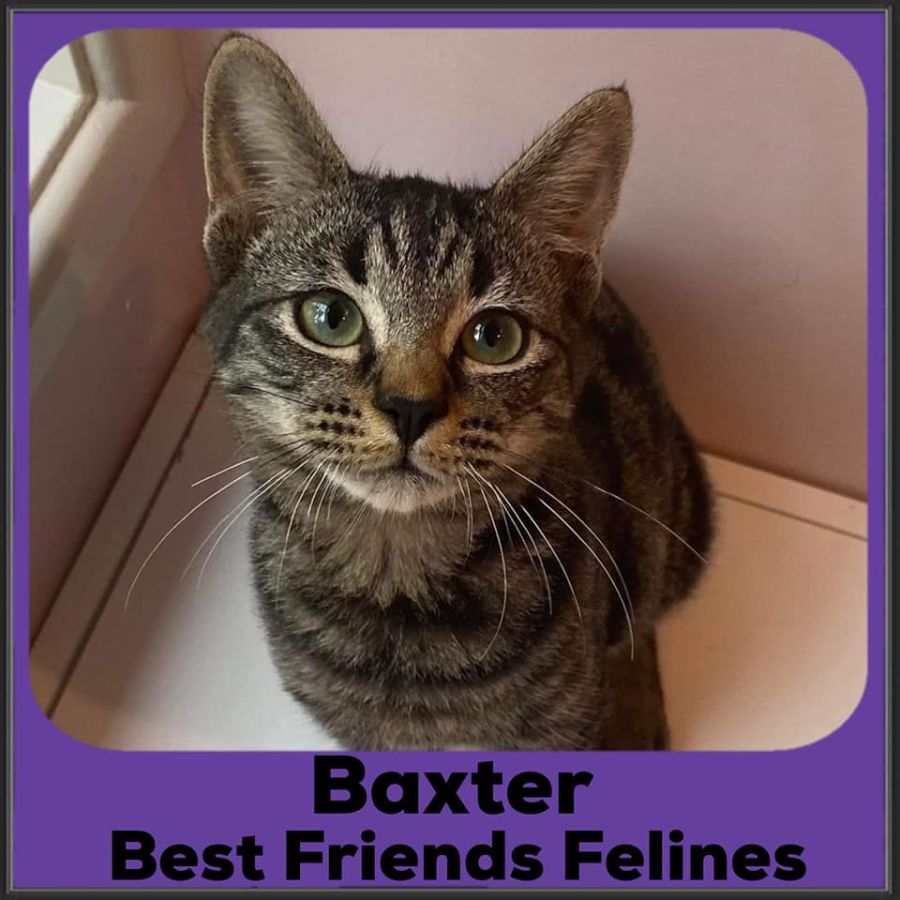 Baxter - Male Manx Cat in QLD - PetRescue