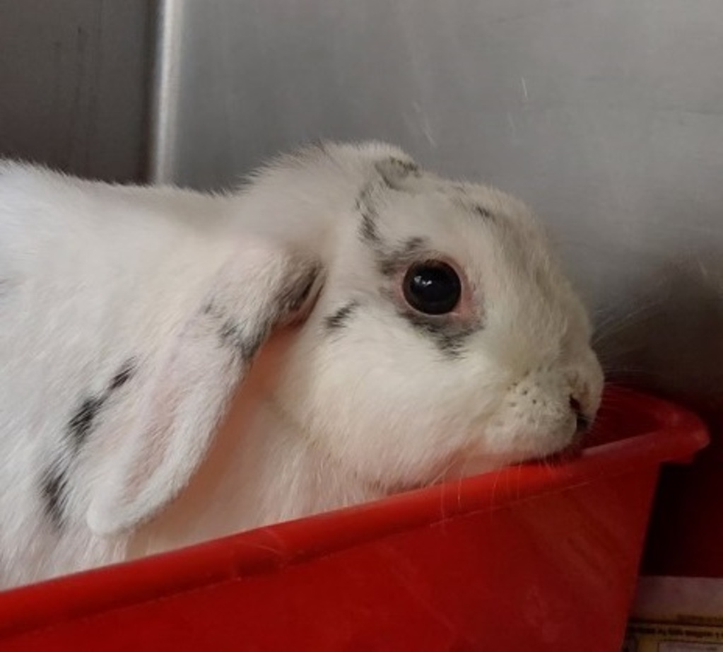 Tinti - Female Mini Lop Mix Rabbit in VIC - PetRescue
