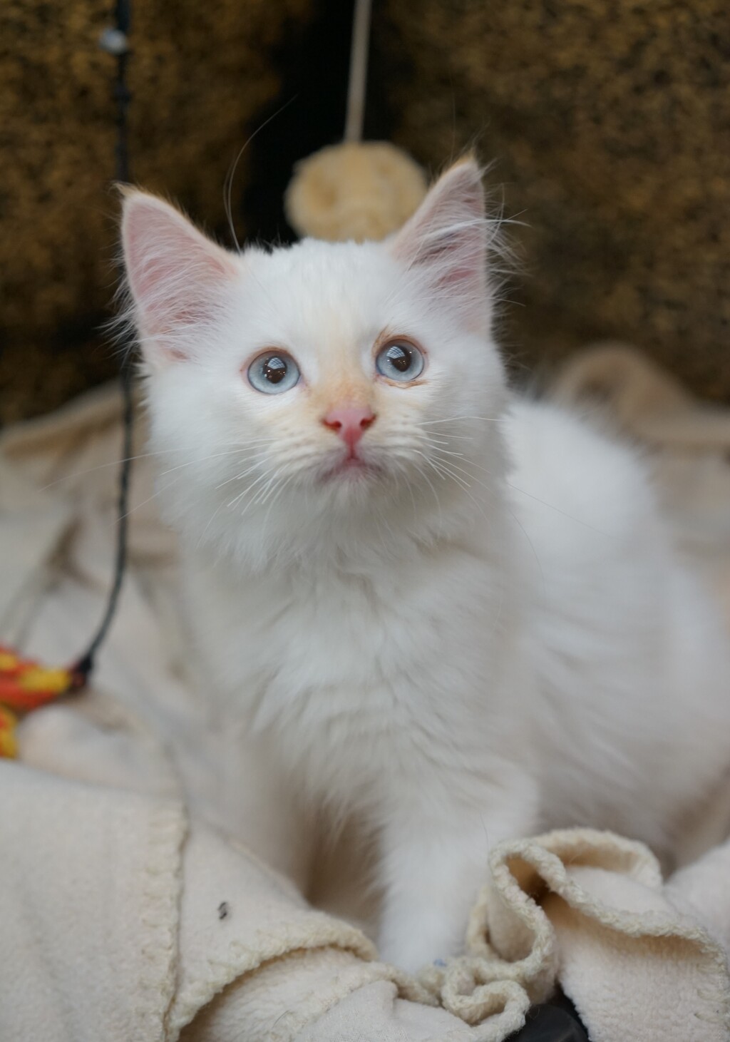 Chalky - Male Layanese Mix Cat in QLD - PetRescue