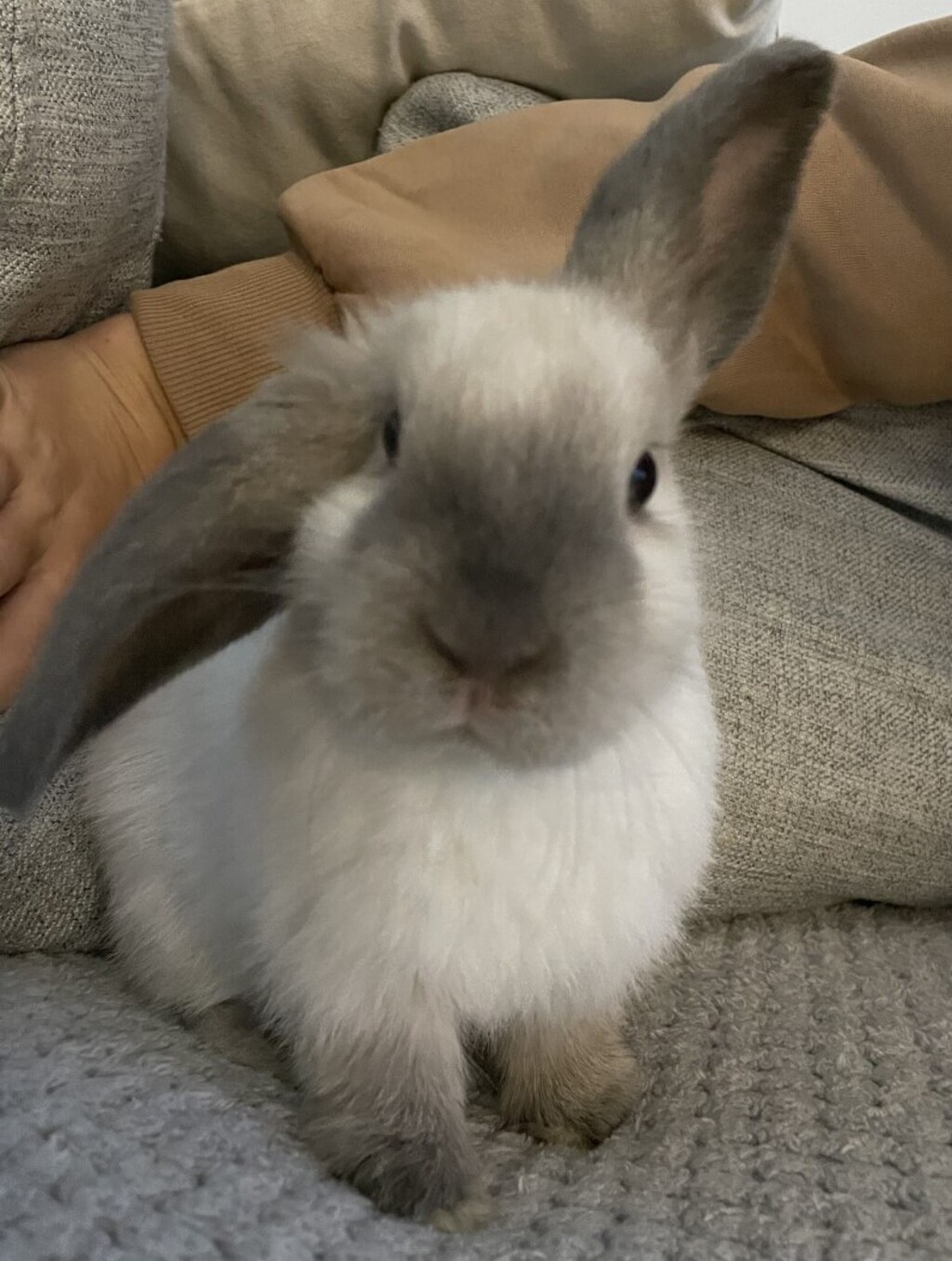 Jam - Female Lop Eared Mix Rabbit in NSW - PetRescue