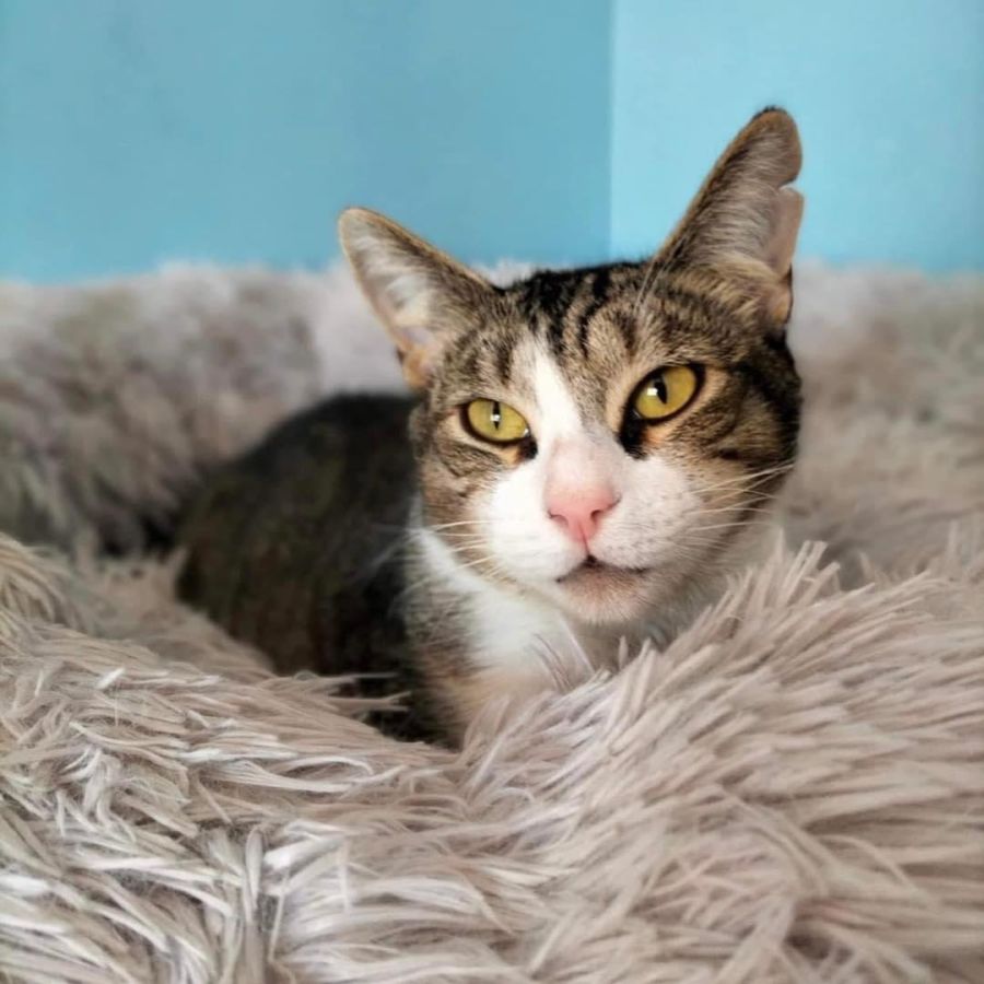 4616 - Trish - Female Domestic Short Hair Cat in WA - PetRescue