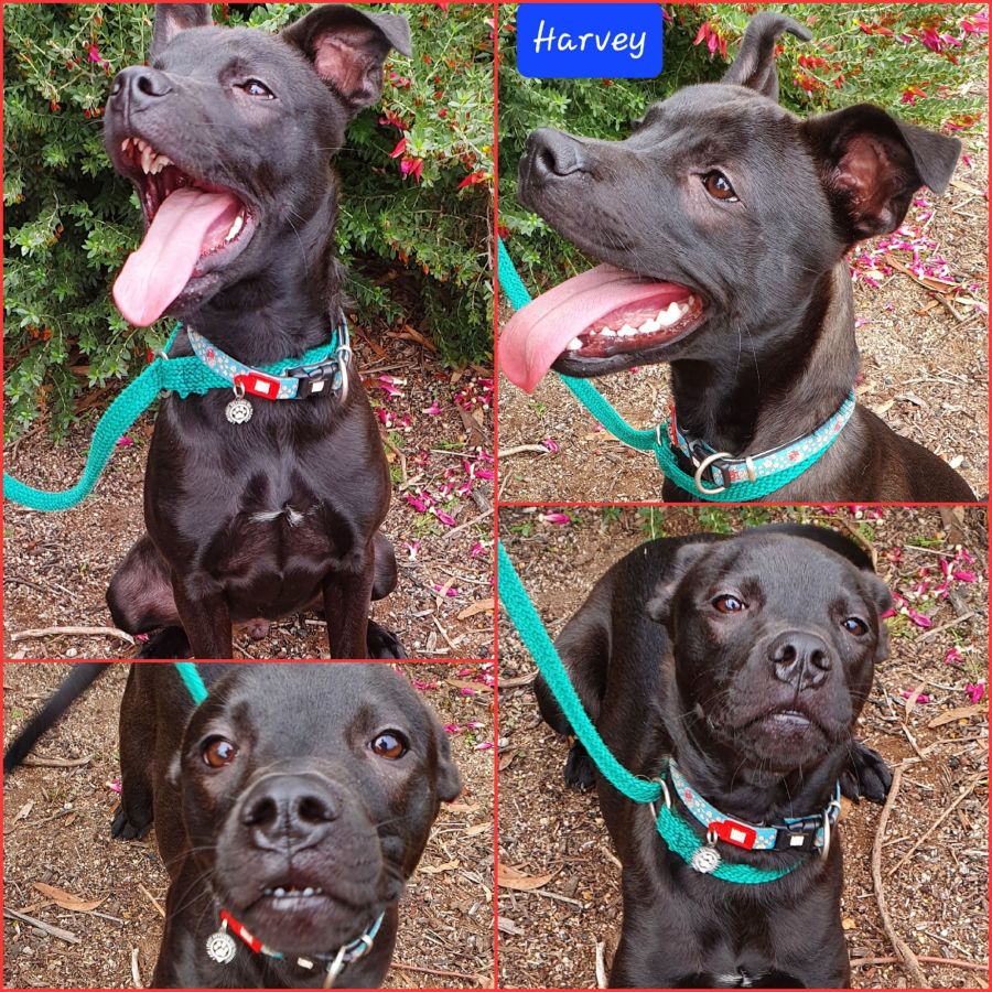 Phoenix Animal Rescue Horsham - PetRescue