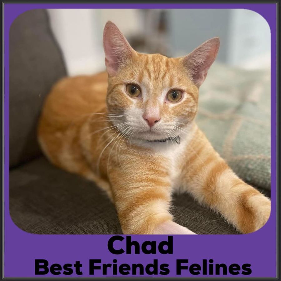 Chad - Male Domestic Short Hair Cat in QLD - PetRescue