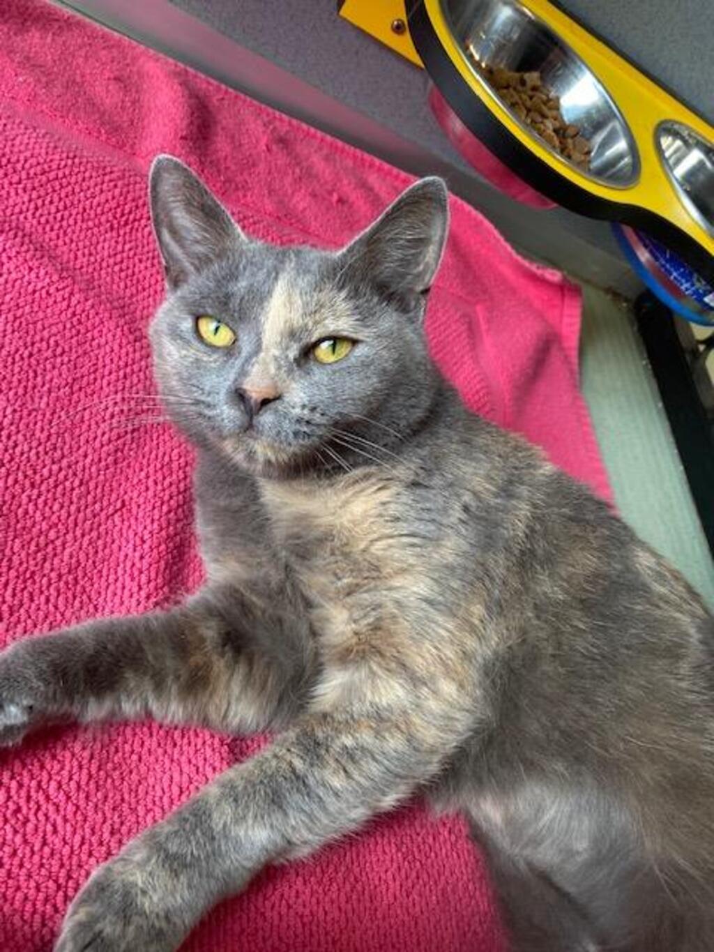 Emily - Female Manx Mix Cat in QLD - PetRescue