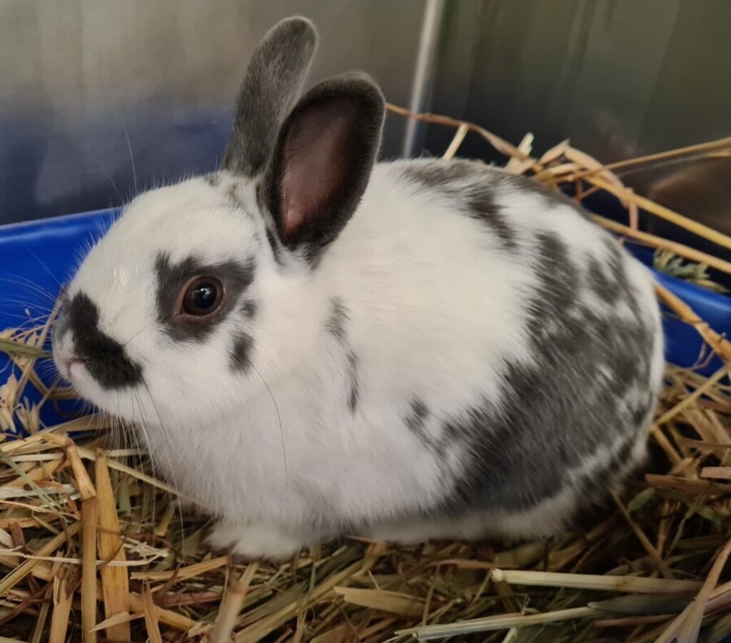 Amos - Male Netherland Dwarf Mix Rabbit in VIC - PetRescue
