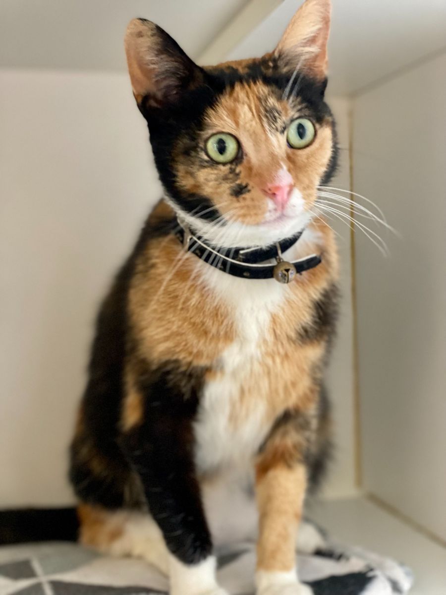 Sheeba - Female Domestic Short Hair Cat in NSW - PetRescue
