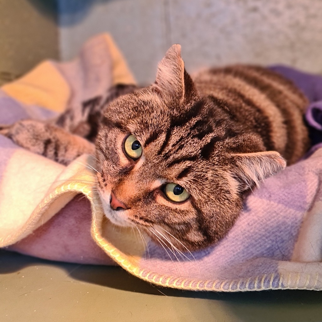 Silas - Male Domestic Short Hair Cat in VIC - PetRescue