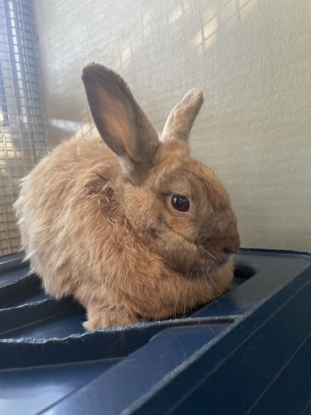 Mopsy - Female Bunny Rabbit Mix Rabbit in WA - PetRescue