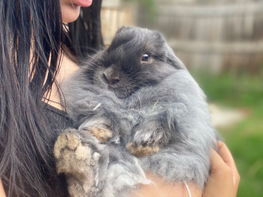 Fluffy - Female Cashmere x Mini Lop Rabbit in VIC - PetRescue