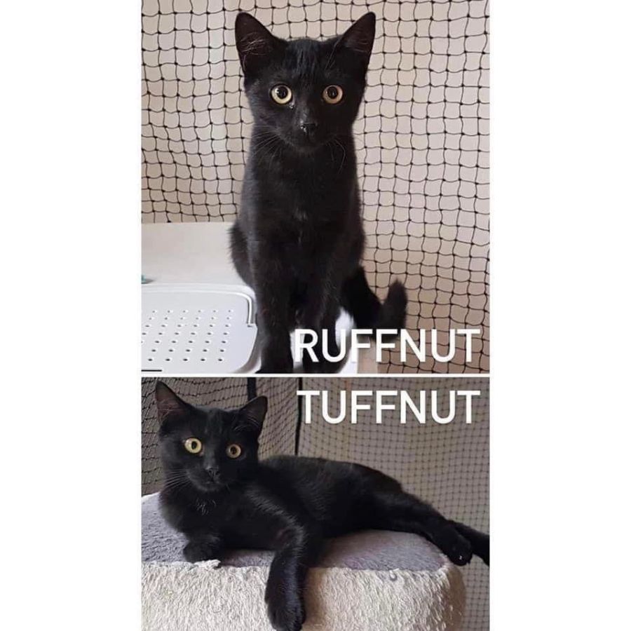 7437/38 - Ruffnut & Tuffnut - Male Domestic Short Hair Cat in WA ...