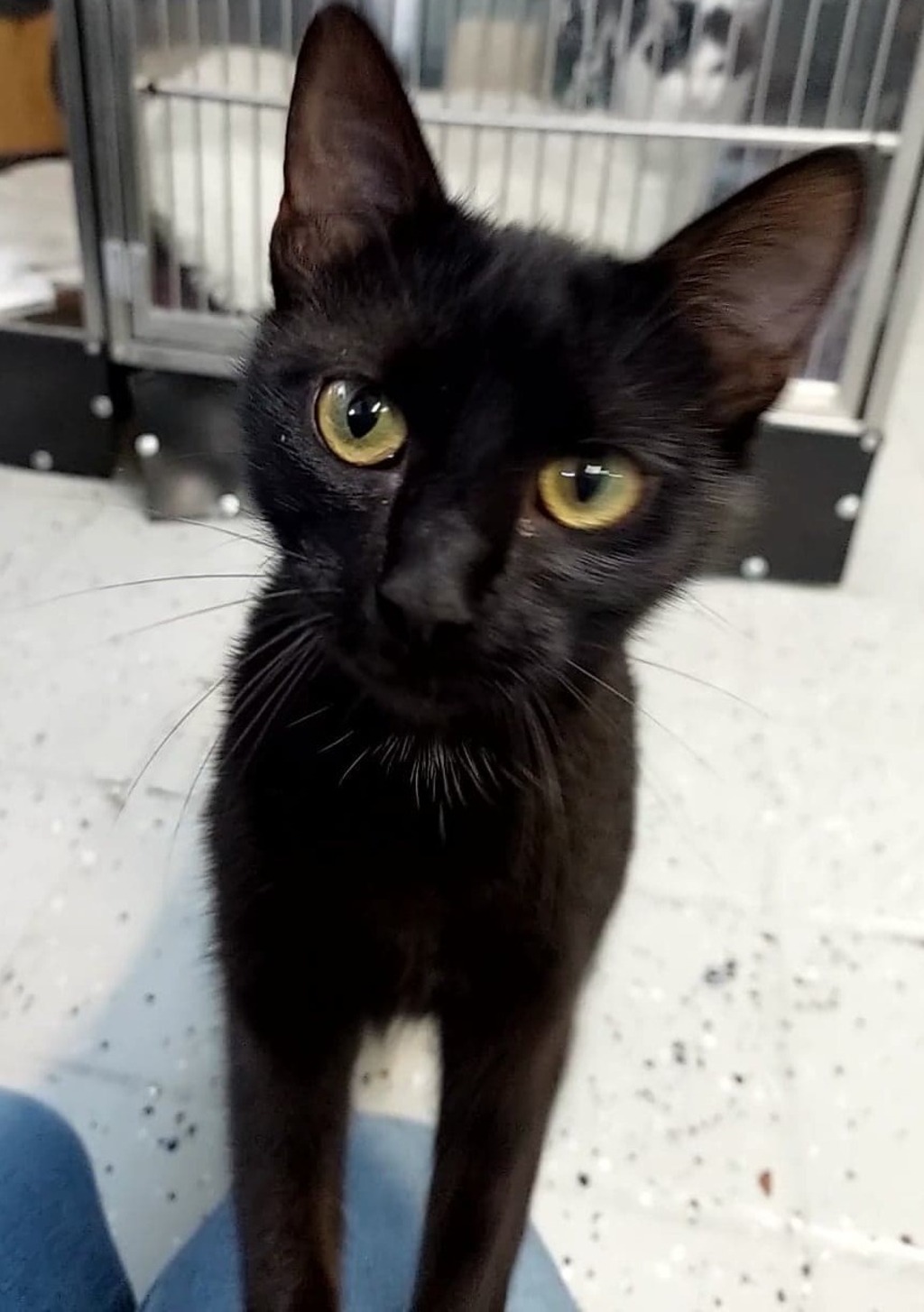 Buba - Female Domestic Short Hair Cat in ACT - PetRescue