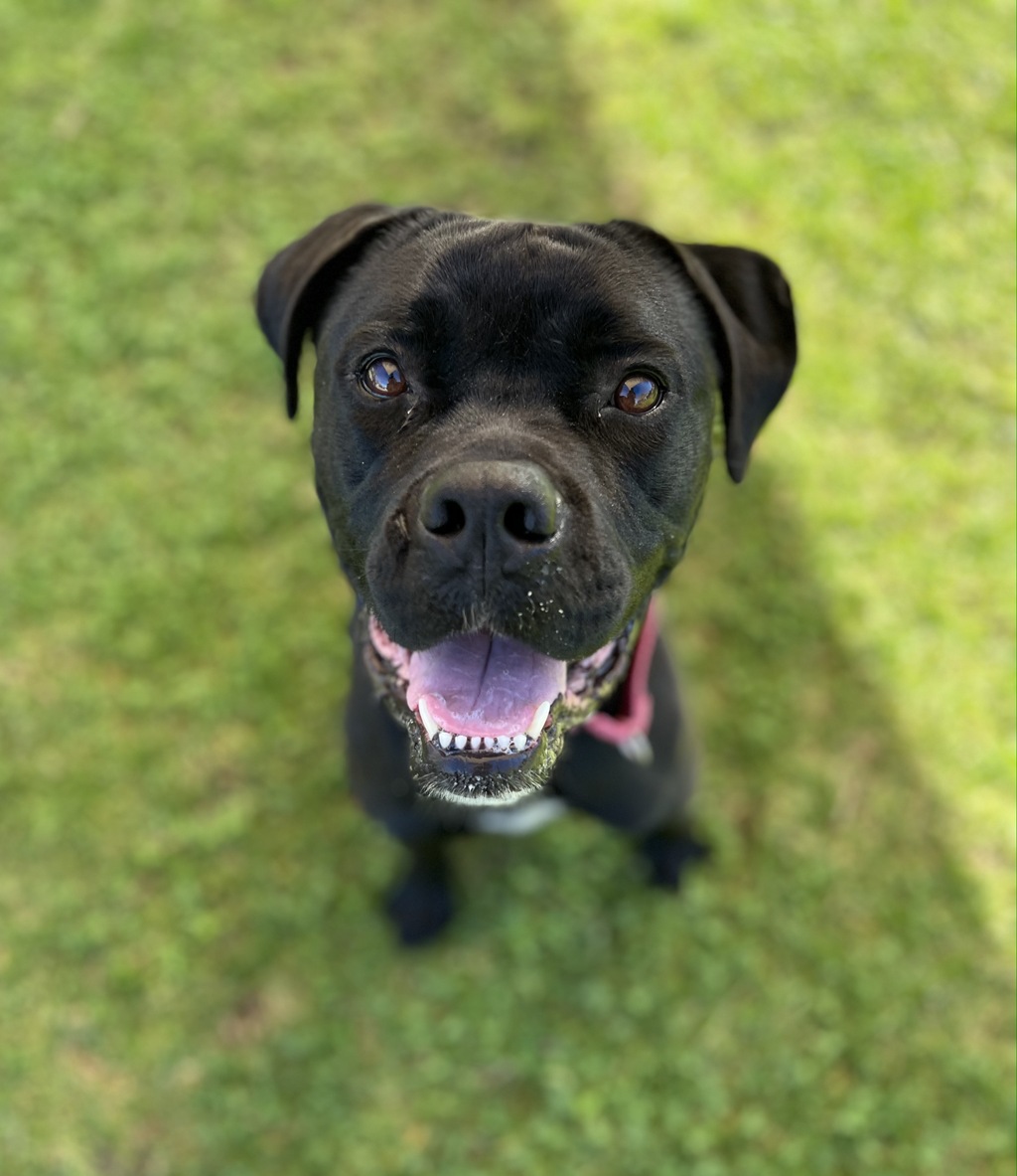 Sultana - Large Male Boxer x Staffy Mix Dog in WA - PetRescue