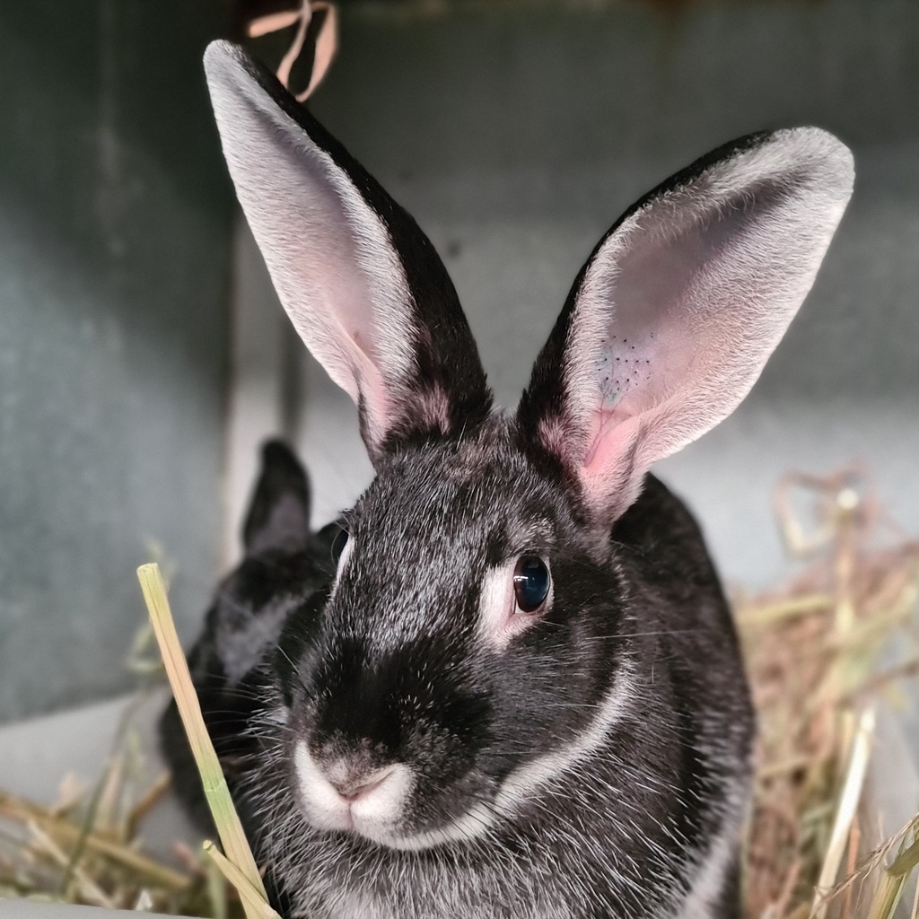 Bixby - Male Rabbit Unspecified Rabbit in VIC - PetRescue