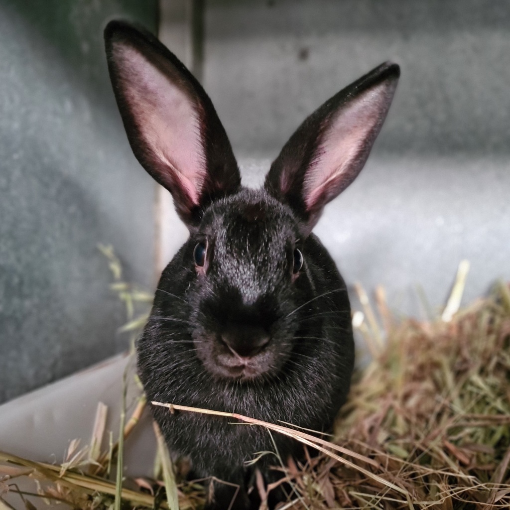 Riley - Male Rabbit Unspecified Rabbit in VIC - PetRescue