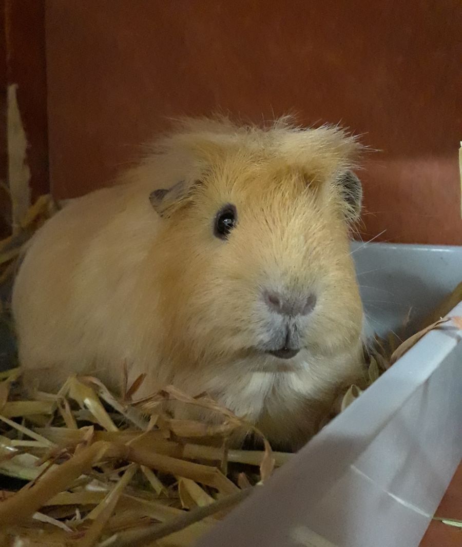 Mohawk - Male Medium-hair Abyssinian Mix Guinea Pig in VIC - PetRescue