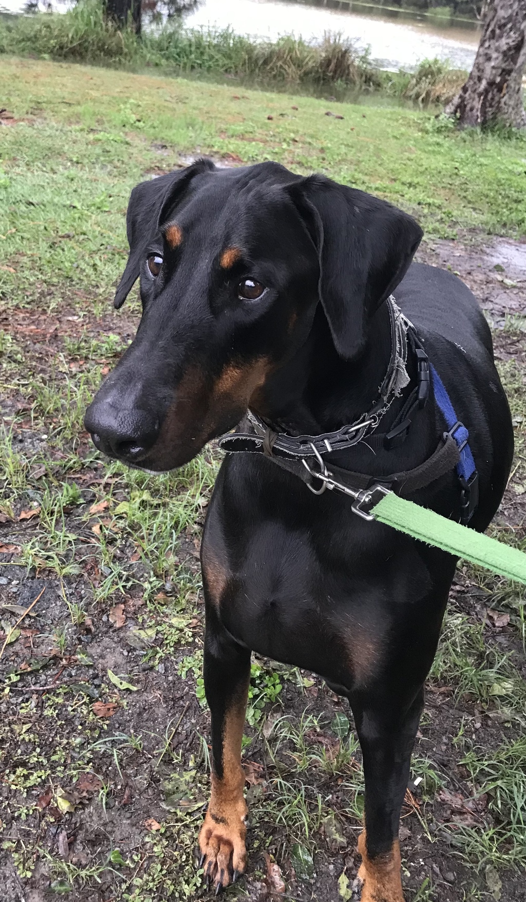 Rebel - Large Male Doberman Dog in QLD - PetRescue
