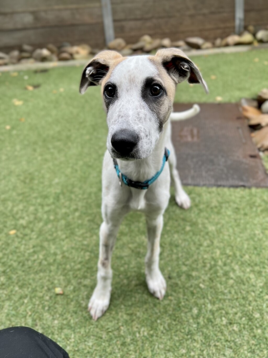 Bronson - Medium Male Staghound Mix Dog in VIC - PetRescue