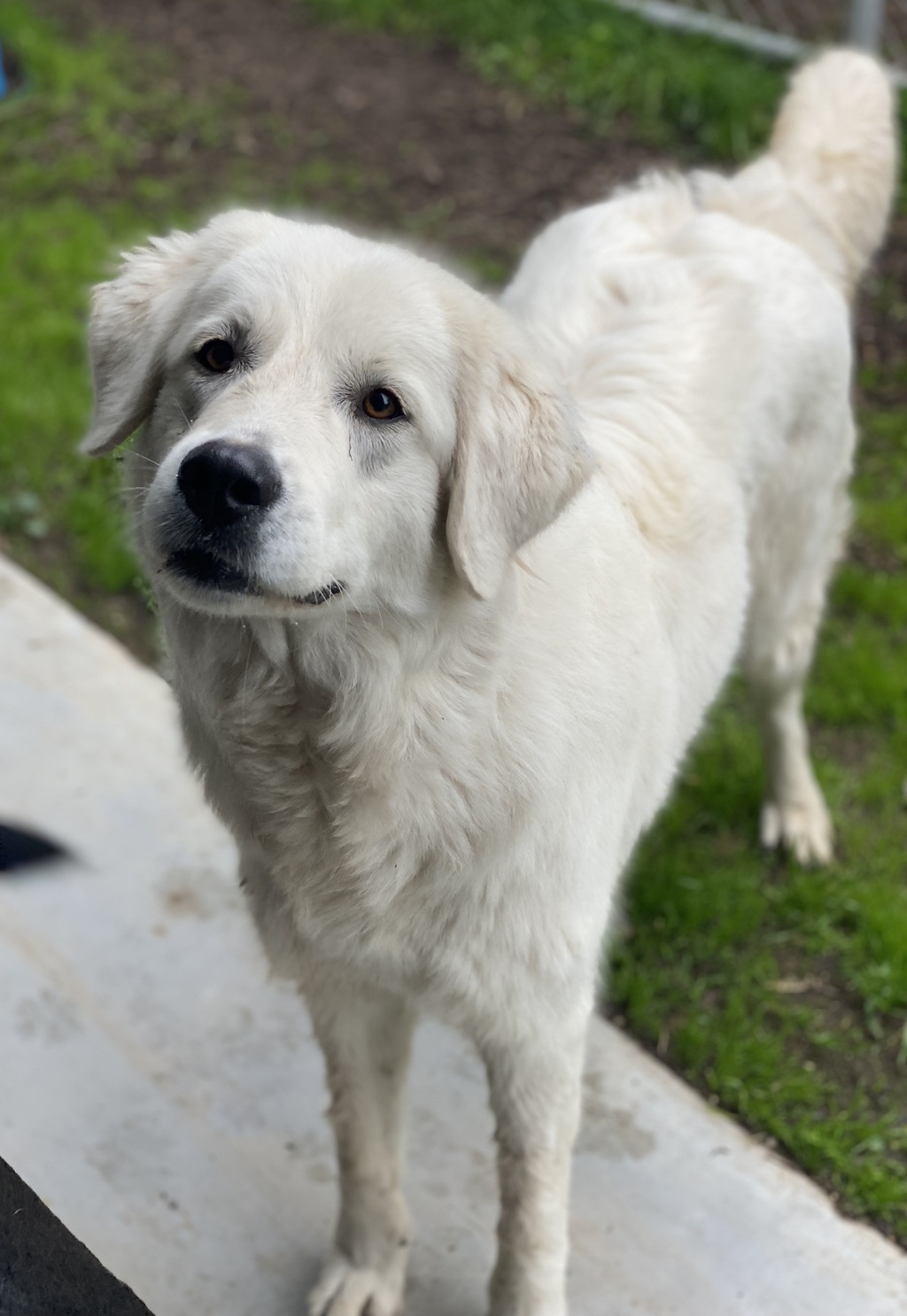 Caterpillar - Large Female Maremma Sheepdog Mix Dog in VIC - PetRescue
