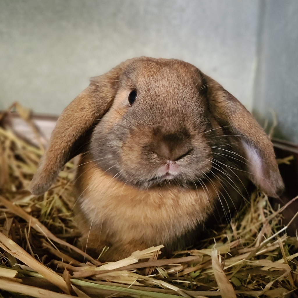 Loppy - Male Lop Eared Mix Rabbit in VIC - PetRescue