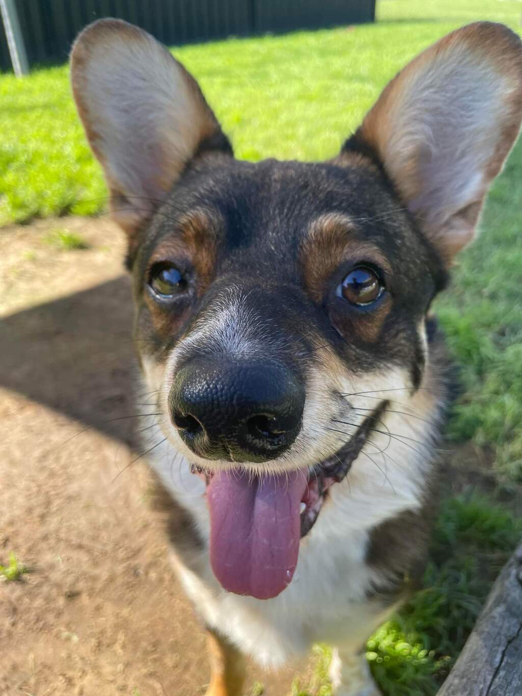 Tiger - Medium Male Crossbreed x Corgie Mix Dog in NSW - PetRescue