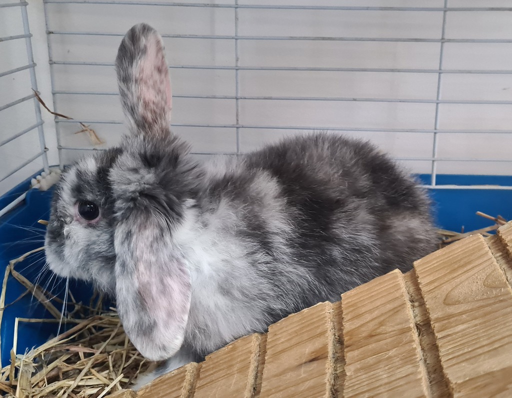 Reuben - Male Lop Eared Mix Rabbit in VIC - PetRescue