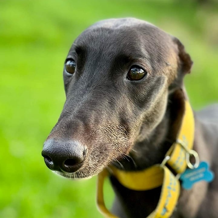 Beethoven - Large Male Greyhound Dog in NSW - PetRescue