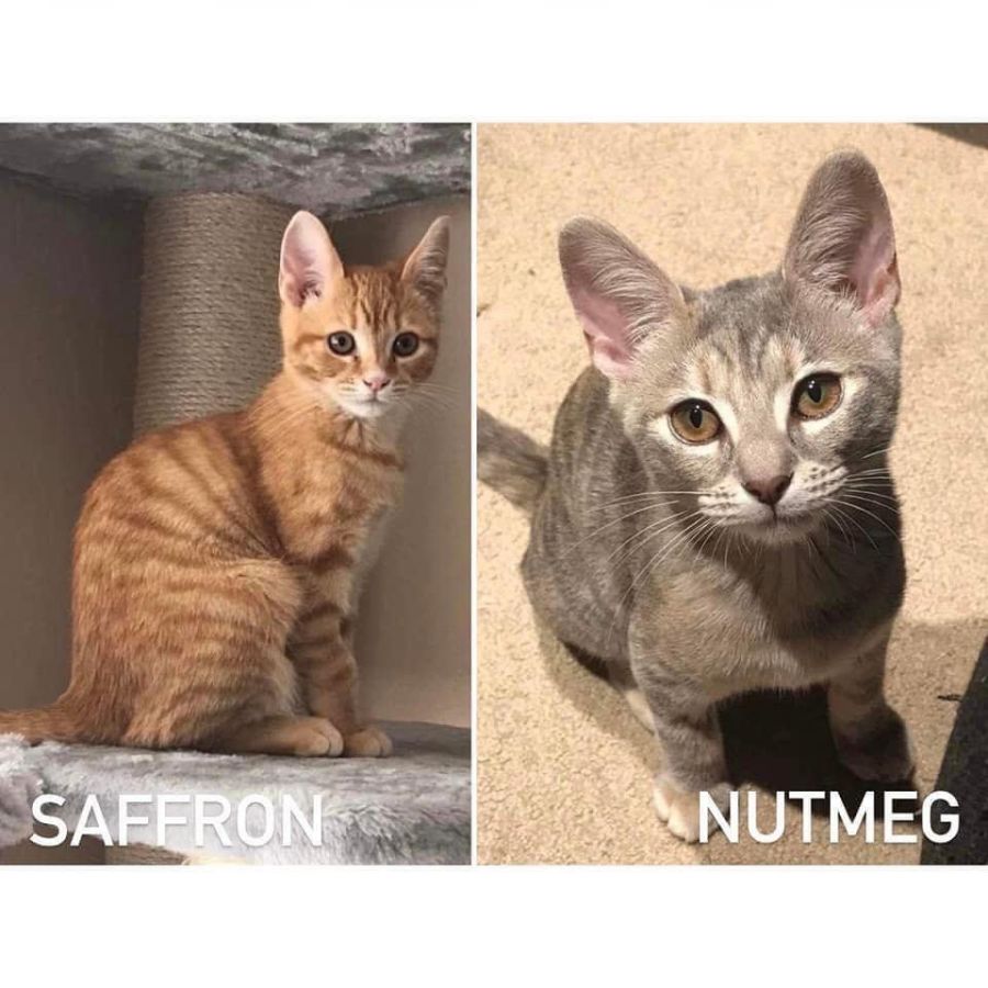7668/9 - Saffron & Nutmeg - Female Domestic Short Hair Cat in WA ...