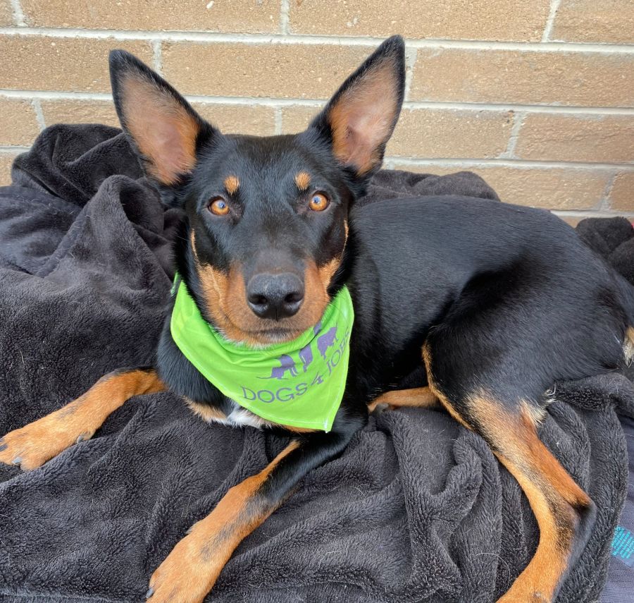 Chunky - Medium Male Kelpie Dog in VIC - PetRescue