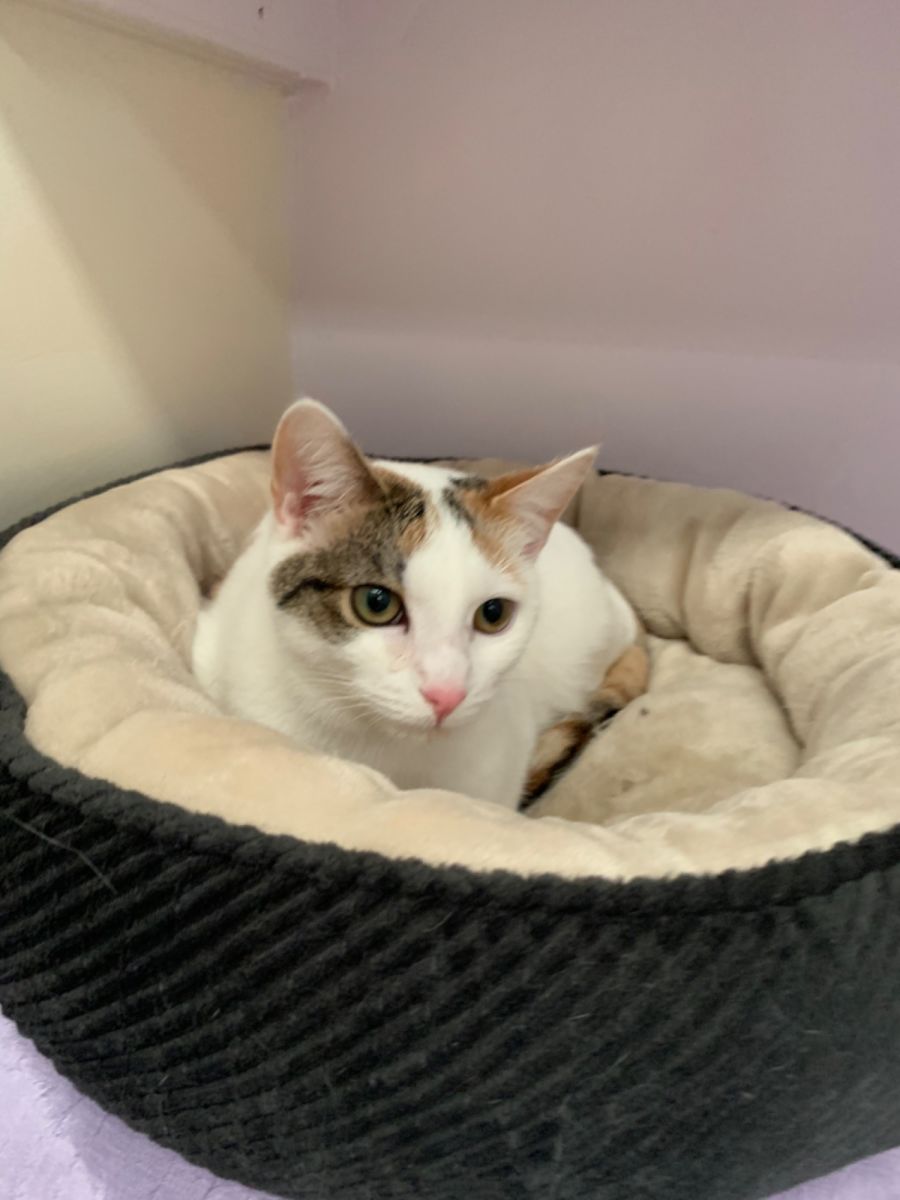 Harper - Female Domestic Short Hair Cat in VIC - PetRescue