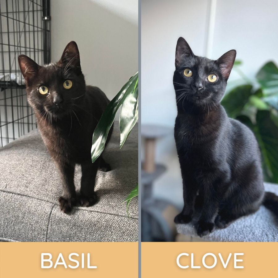 Basil & Clove 💖 - Male Domestic Short Hair Cat in VIC - PetRescue