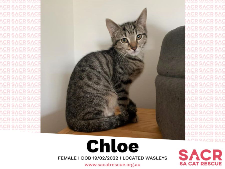 Chloe - Female Domestic Short Hair Cat in SA - PetRescue