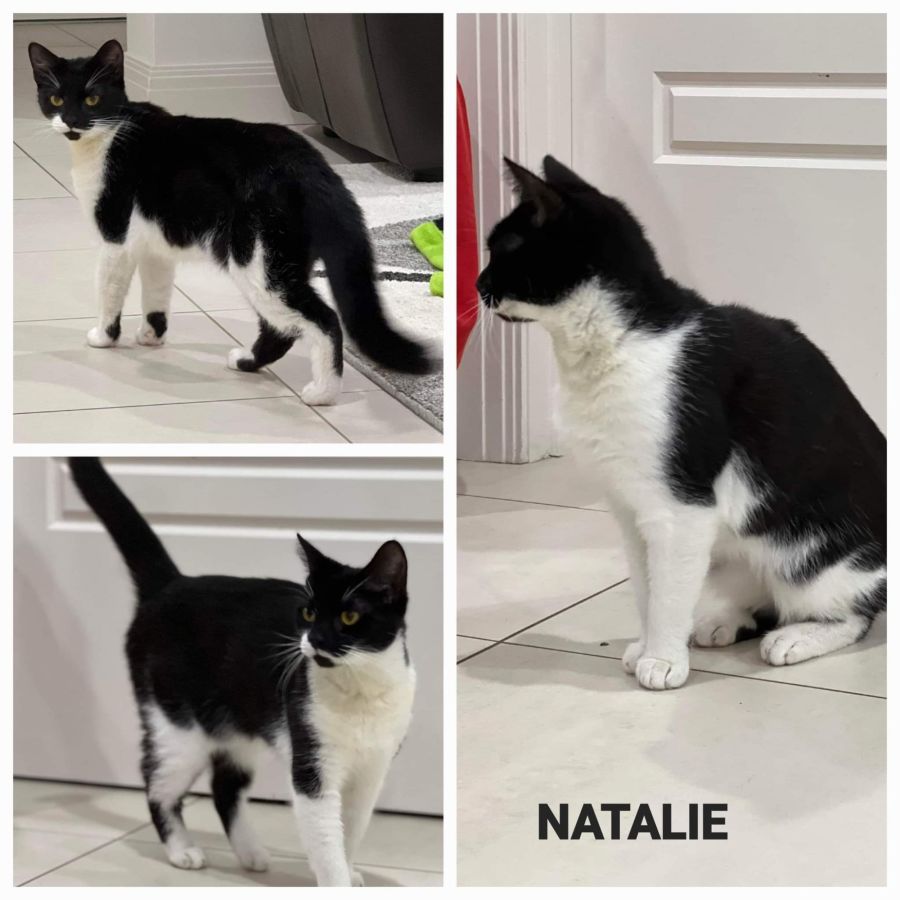 Natalie - Female Domestic Short Hair Cat in VIC - PetRescue