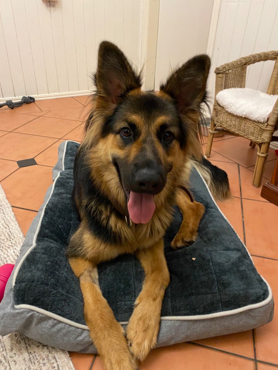 Marley - Girl - Large Female German Shepherd Dog in QLD - PetRescue