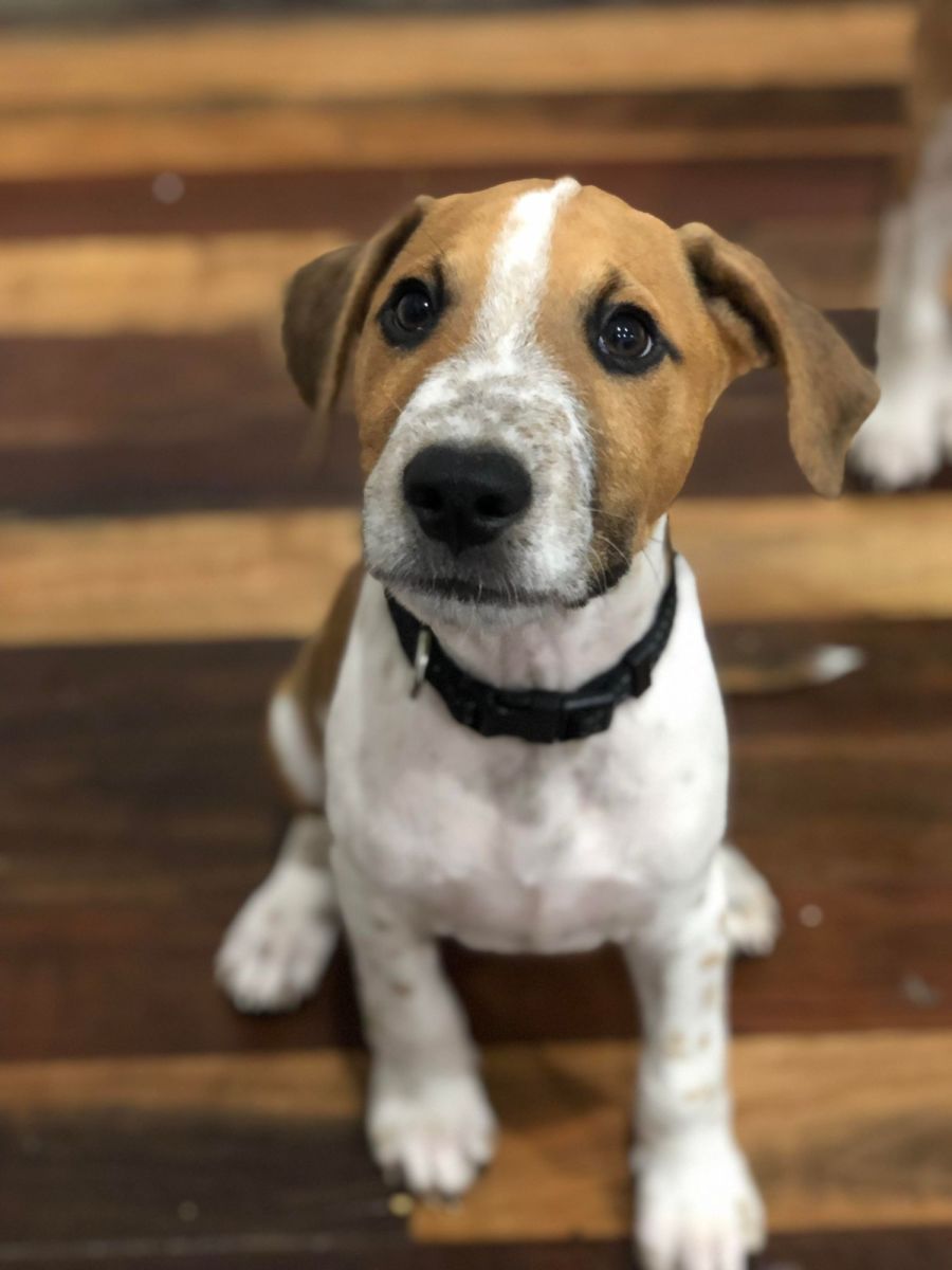 Pretzel - Medium Male Cattle Dog x Bull Terrier Mix Dog in QLD - PetRescue