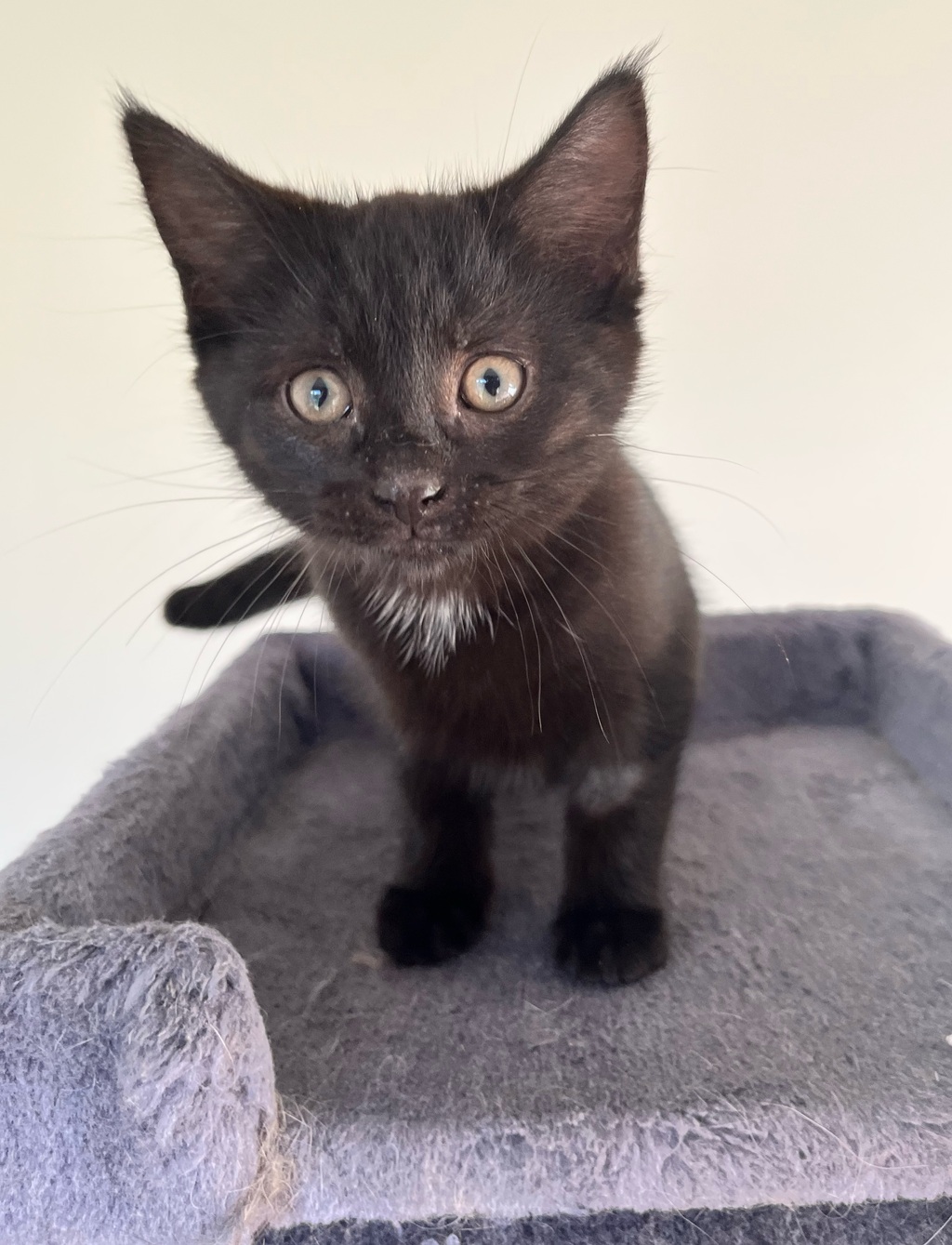 Lychee - Female Dsh Mix Cat in VIC - PetRescue