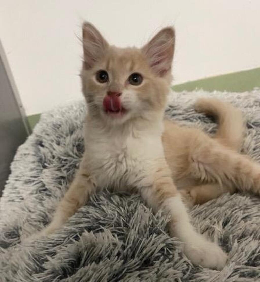 Helios - Male Domestic Medium Hair Mix Cat in QLD - PetRescue