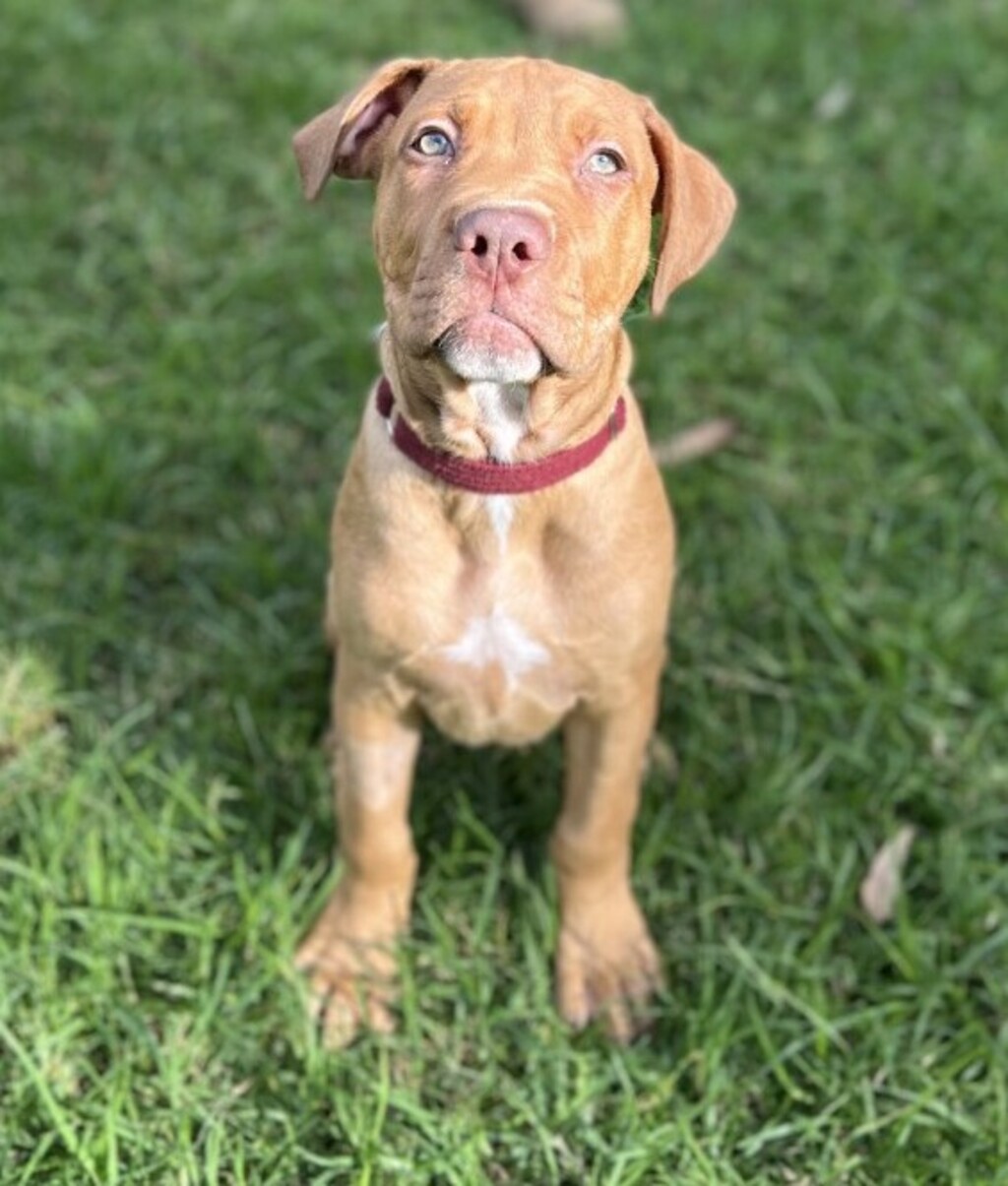 Lancerlotpup - Large Male Mastiff x Crossbreed Mix Dog in NSW - PetRescue