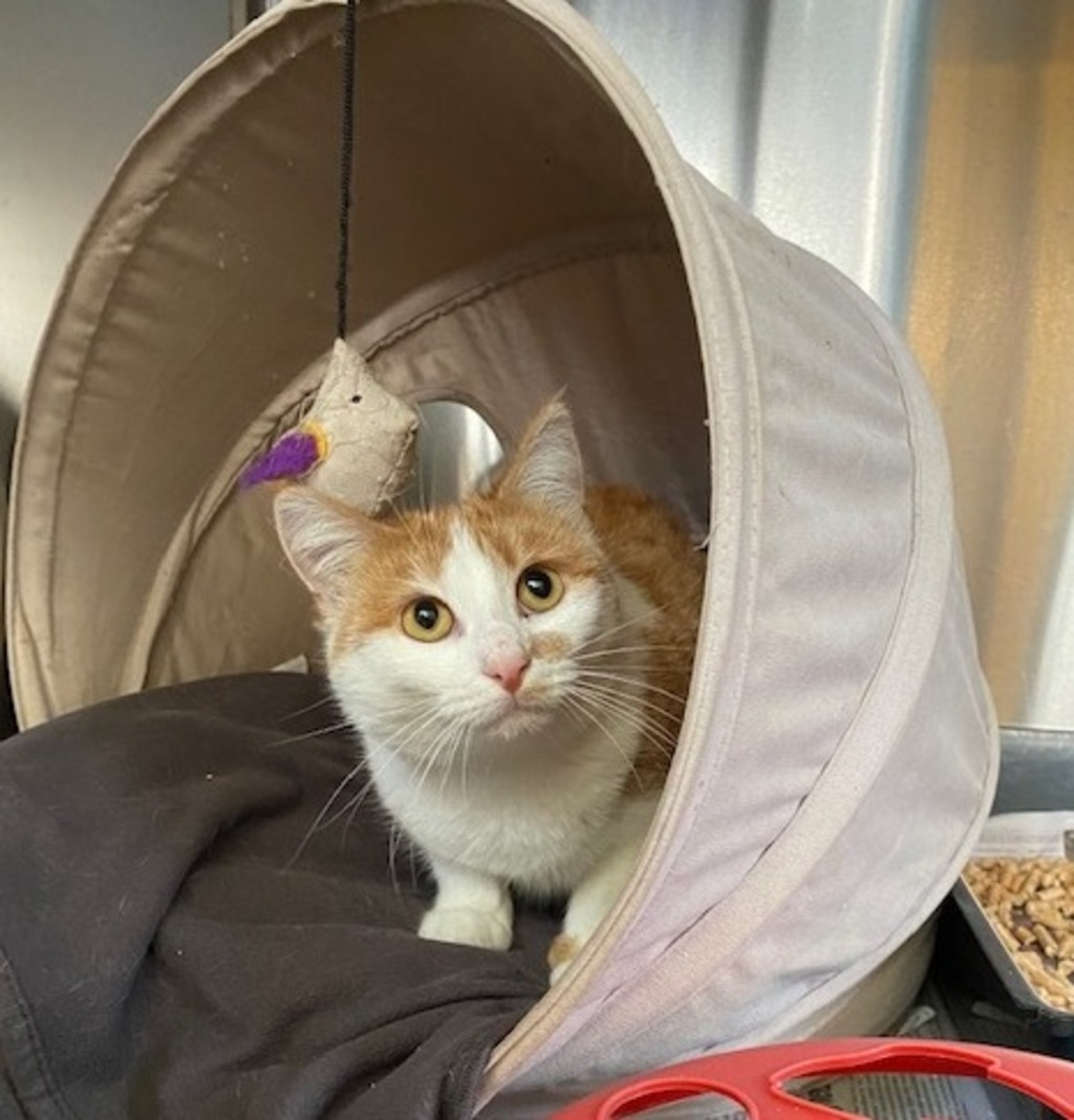 Meera - Female Domestic Short Hair Cat in VIC - PetRescue