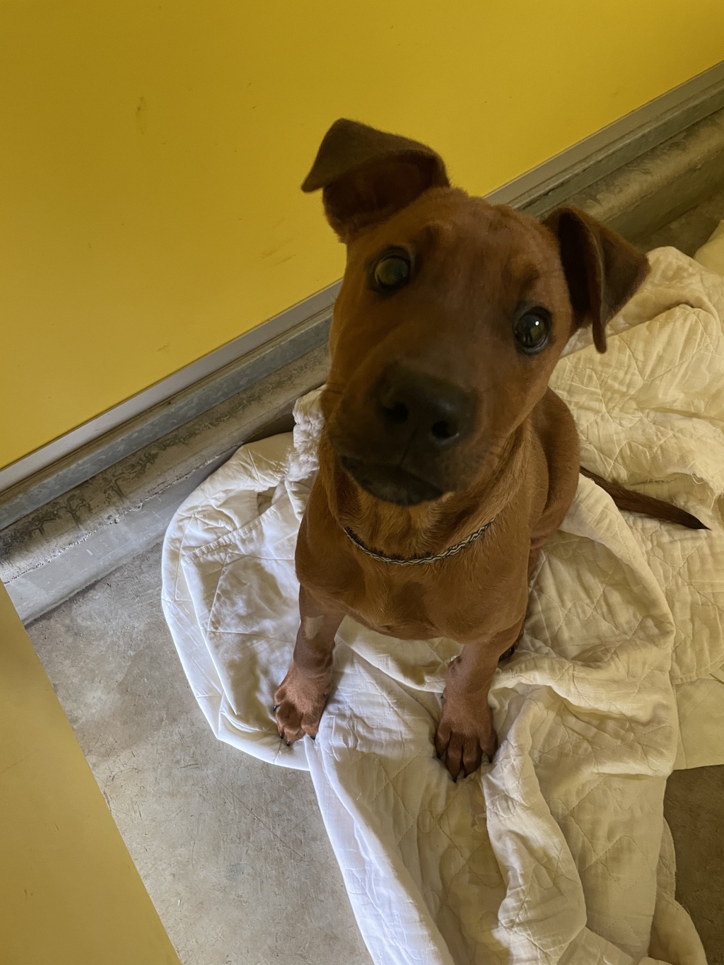 Potato - Large Male Bullmastiff x Rhodesian Ridgeback Mix Dog in QLD ...