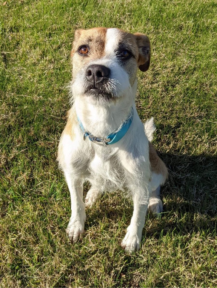 Bella - Medium Female Cross breed Mix Dog in VIC - PetRescue
