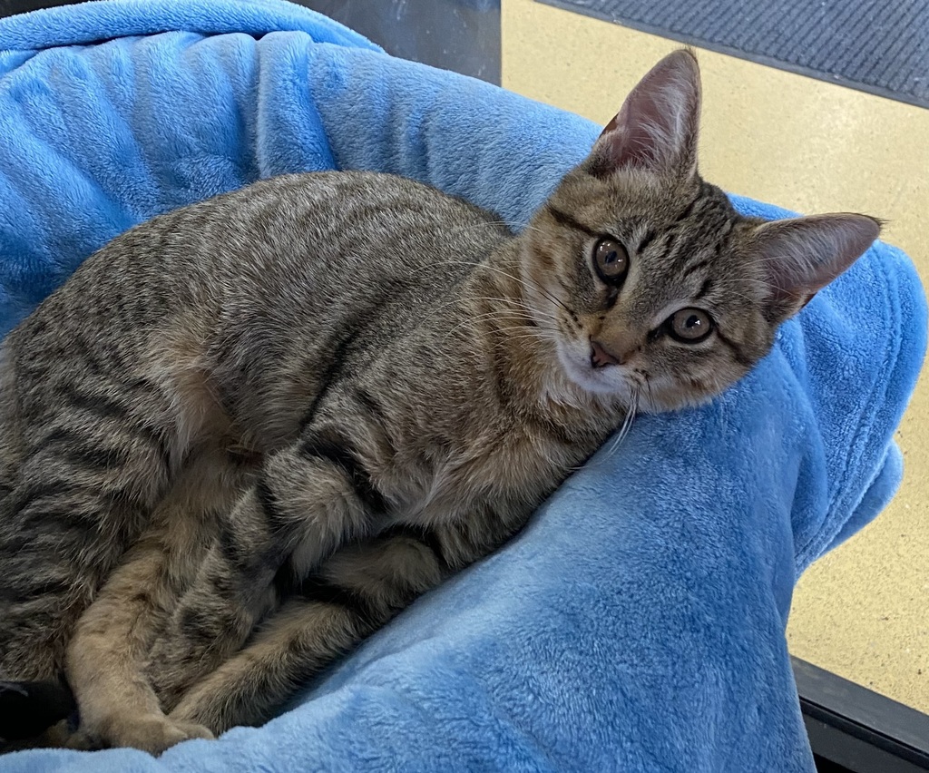 Ferret - Male Domestic Short Hair Mix Cat in VIC - PetRescue