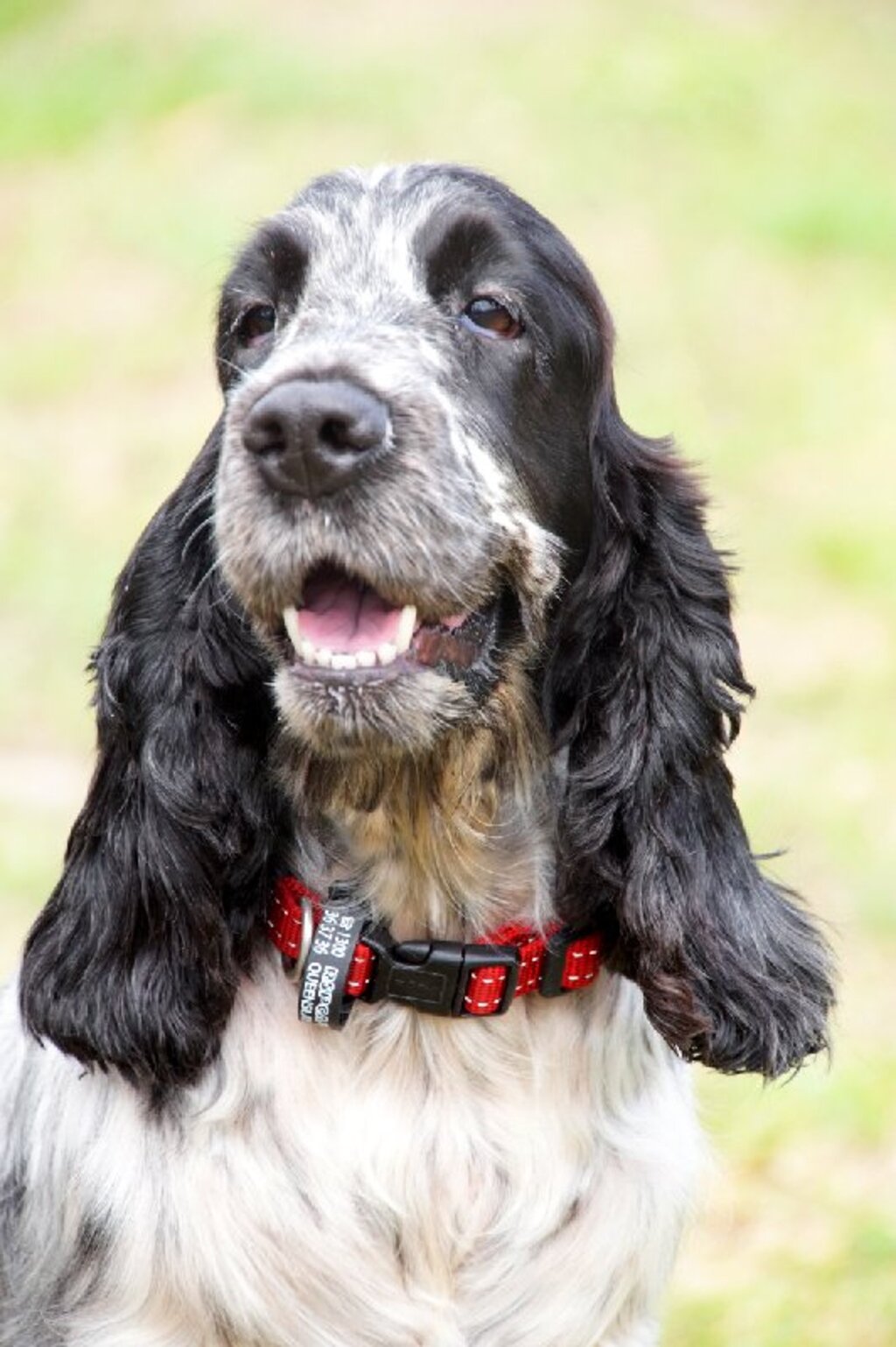 Lucy - Medium Female English Cocker Spaniel Mix Dog in QLD - PetRescue