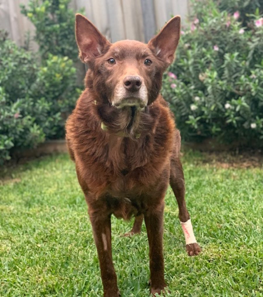 Kevin - Medium Male Kelpie Dog in VIC - PetRescue