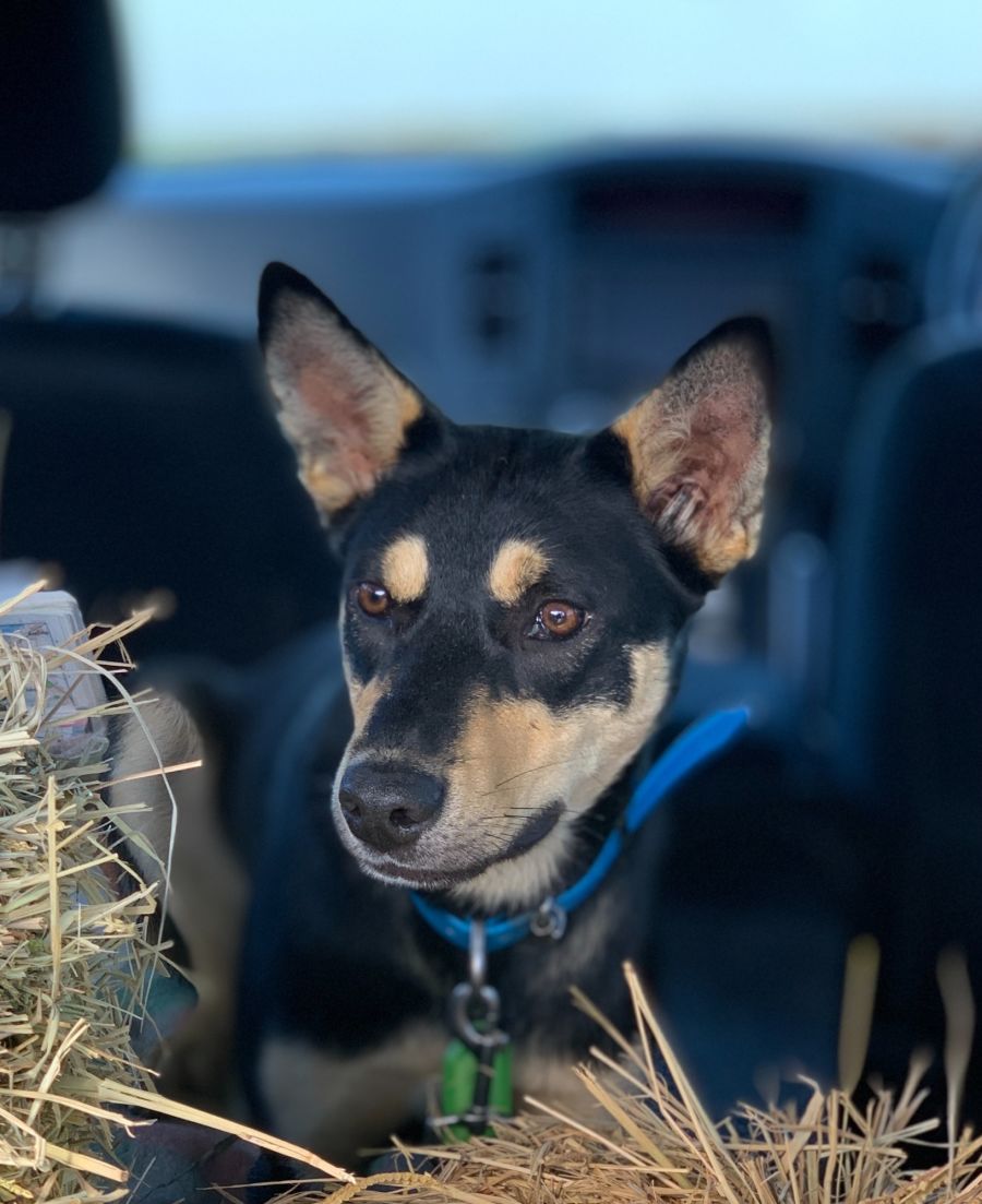 Felix - Medium Male Kelpie Dog in VIC - PetRescue